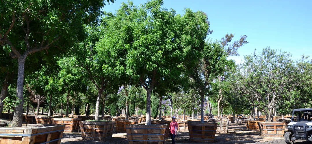 WHY BOX TREES ARE BETTER THAN FIELD DUG TREES